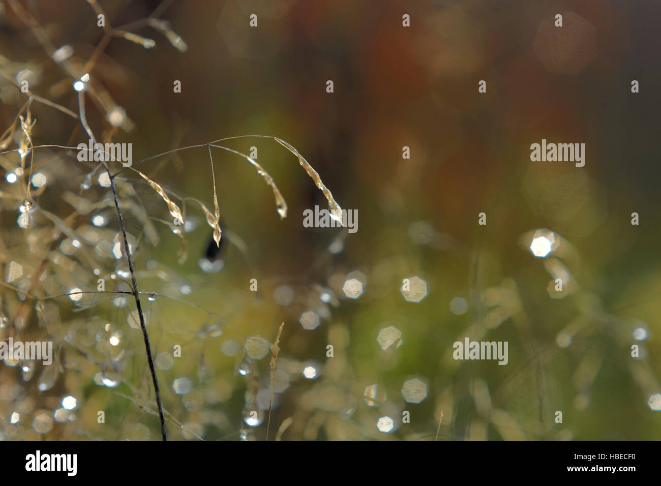 reflections of the sun in a drop of water Stock Photo - Alamy