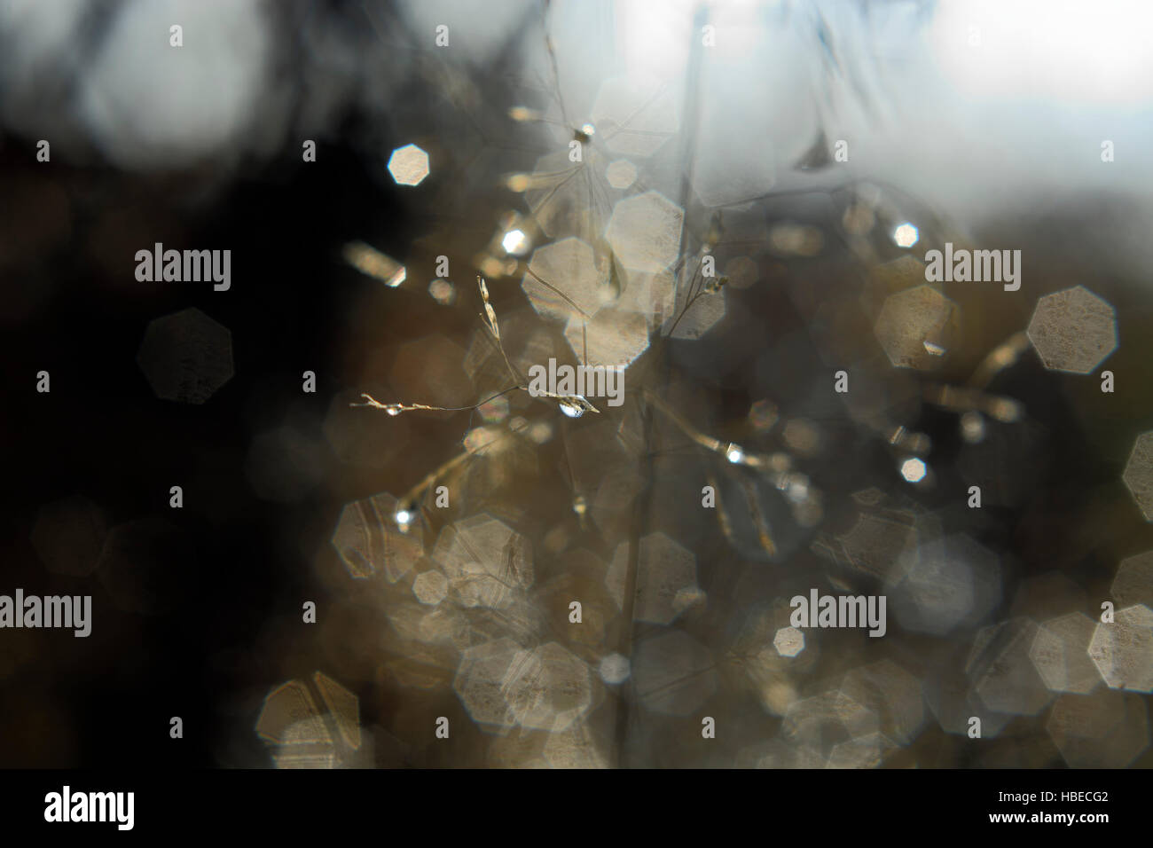 reflections of the sun in a drop of water Stock Photo - Alamy