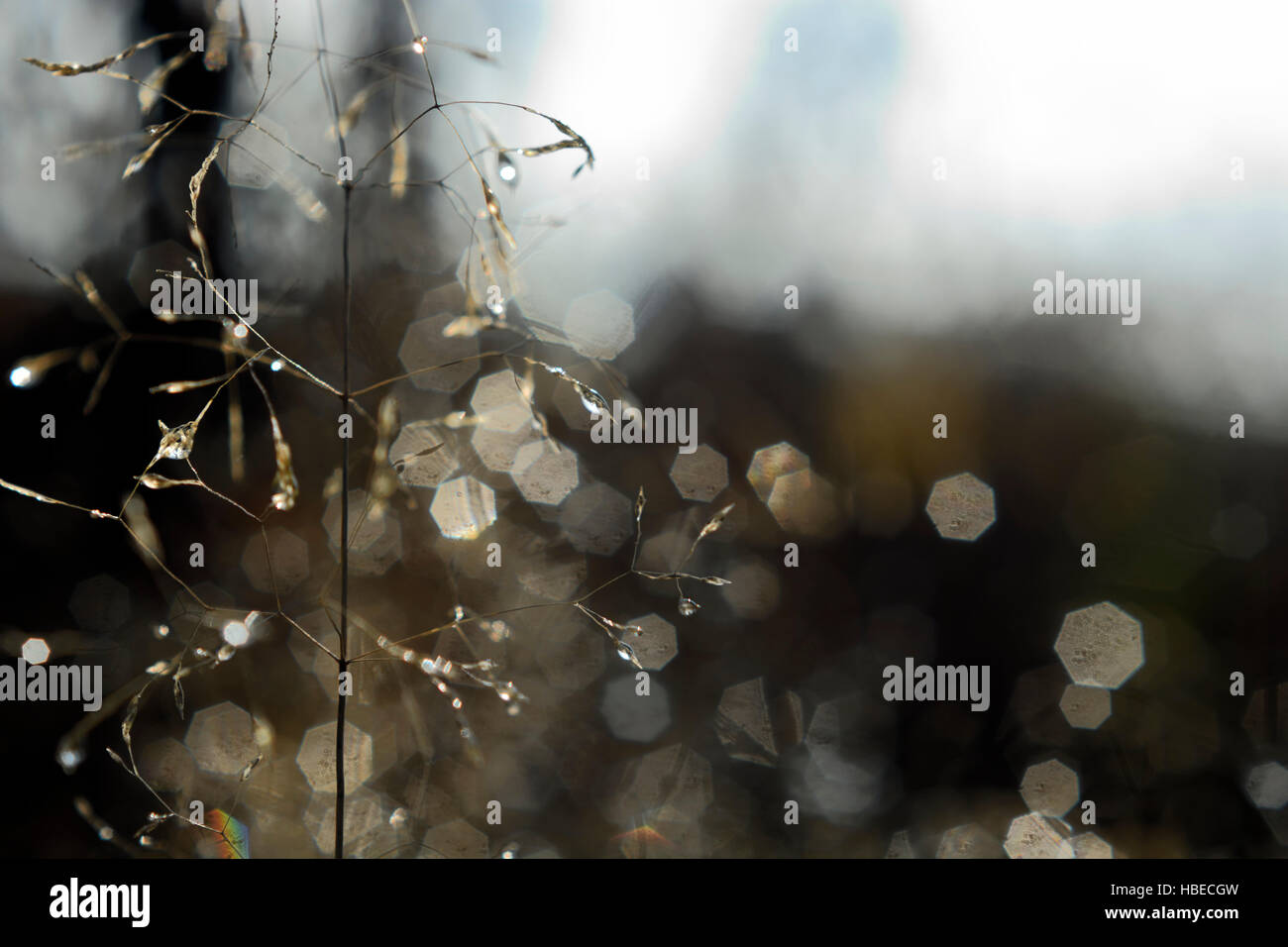 reflections of the sun in a drop of water Stock Photo - Alamy