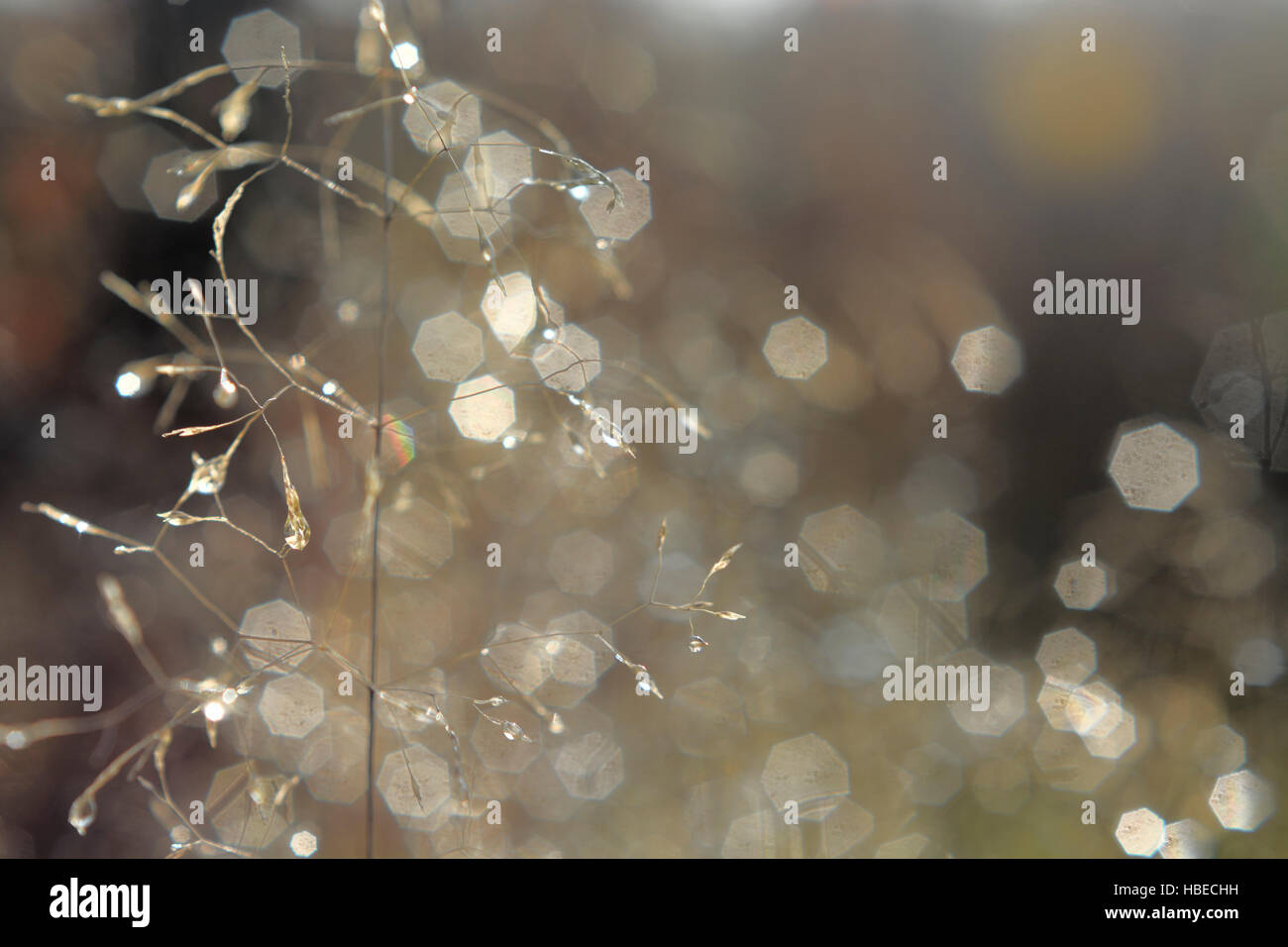 reflections of the sun in a drop of water Stock Photo - Alamy