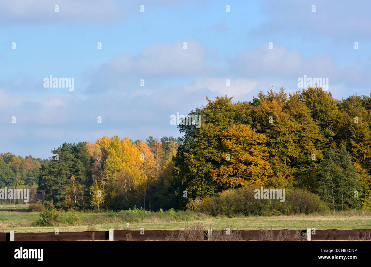 Autumn trees yellow gold and other colors Stock Photo - Alamy