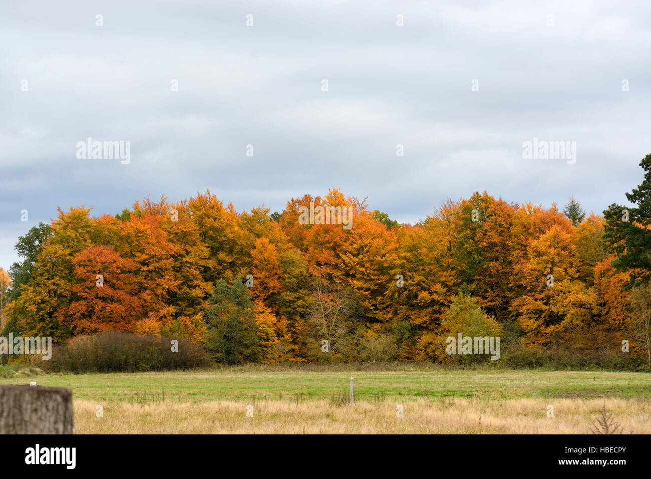 Octoberer hi-res stock photography and images - Alamy
