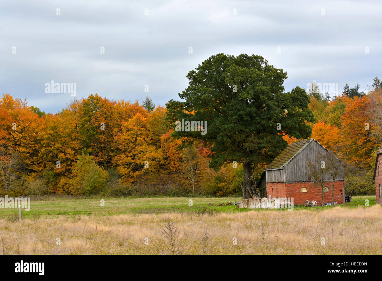 Autumn trees yellow gold and other colors Stock Photo - Alamy