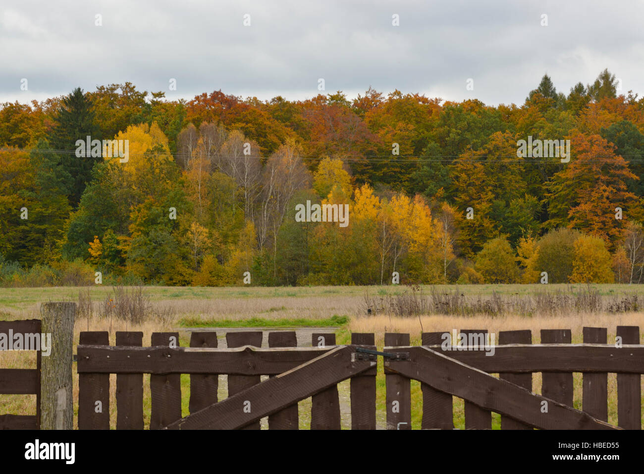 Autumn trees yellow gold and other colors Stock Photo - Alamy