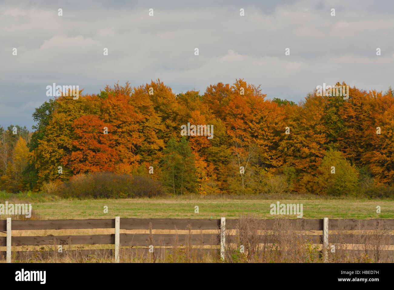 Autumn trees yellow gold and other colors Stock Photo - Alamy