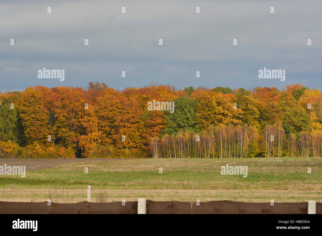 Autumn trees yellow gold and other colors Stock Photo - Alamy
