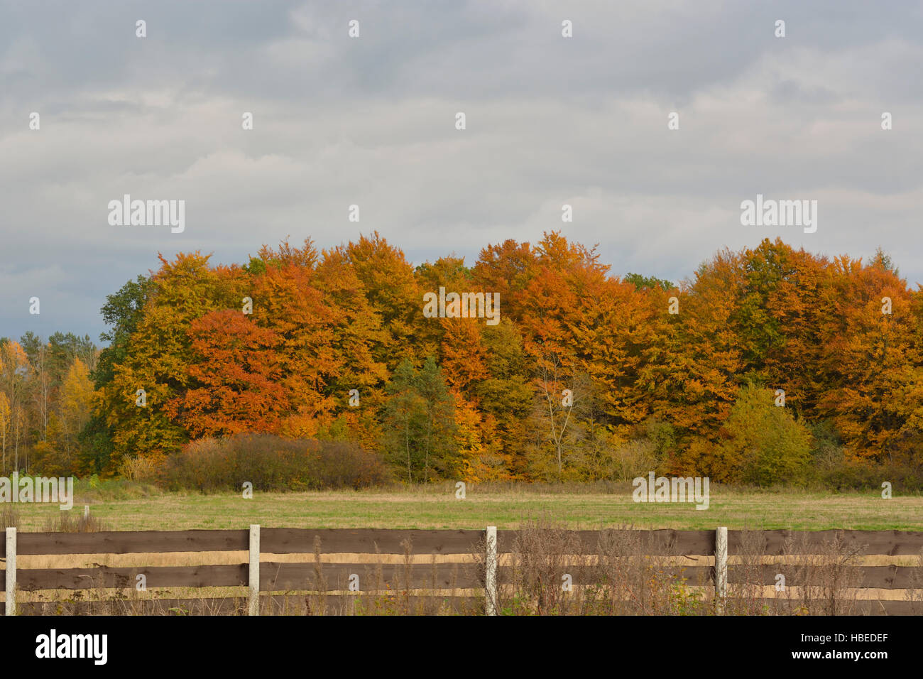 Autumn trees yellow gold and other colors Stock Photo - Alamy