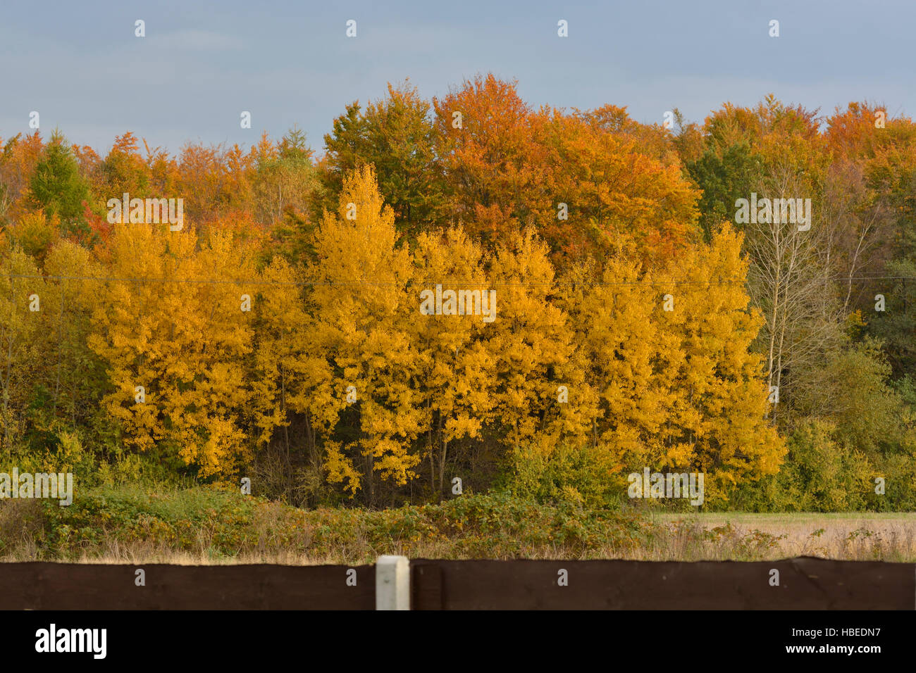 Autumn trees yellow gold and other colors Stock Photo - Alamy