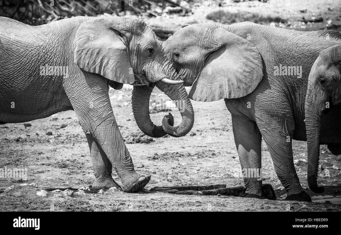 Elephant Trunk Heart