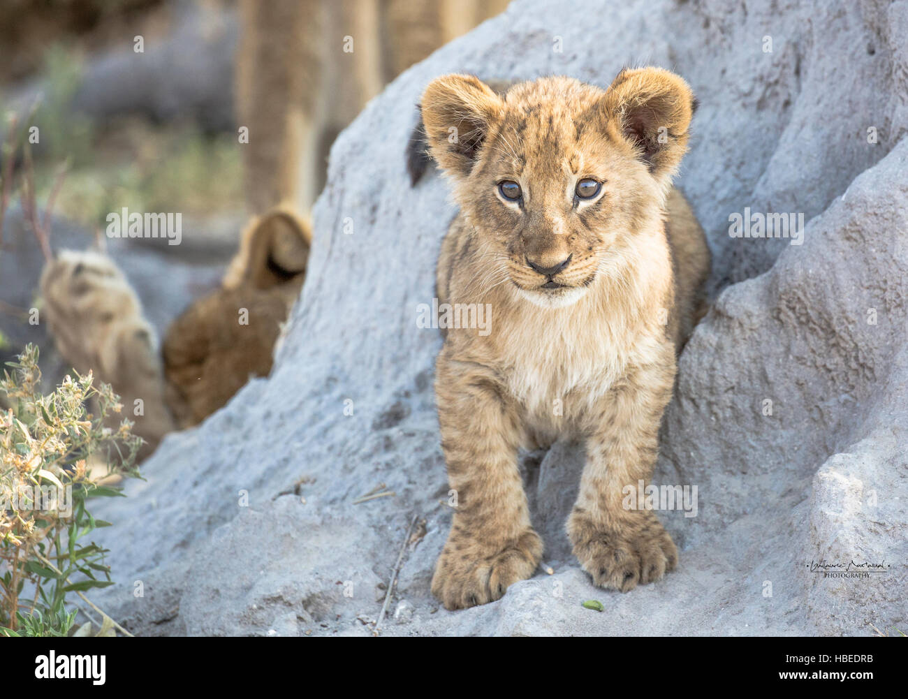 Cute Baby Ligers