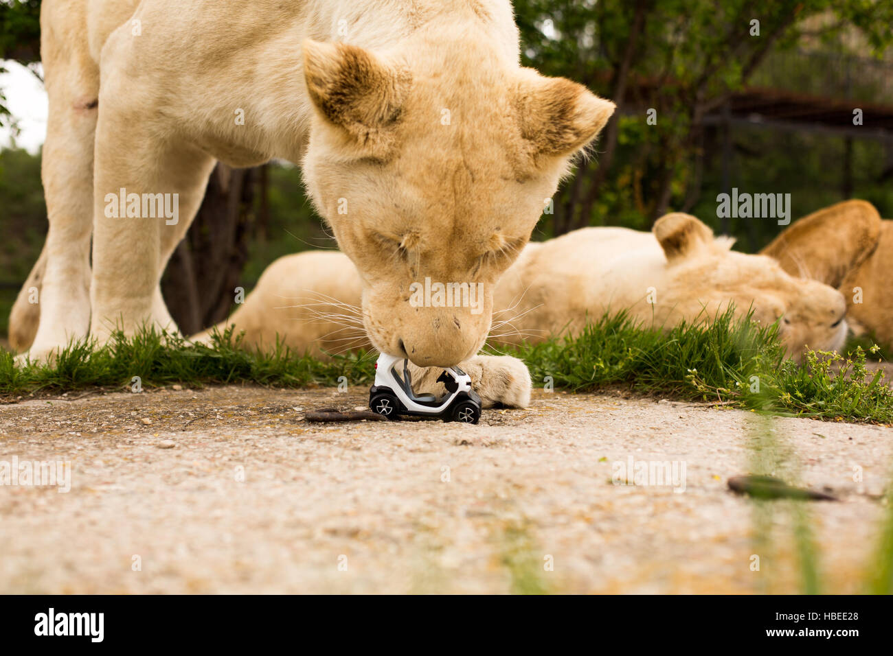 Unique pictures: lion playing with a small model car Renault twizy in ...