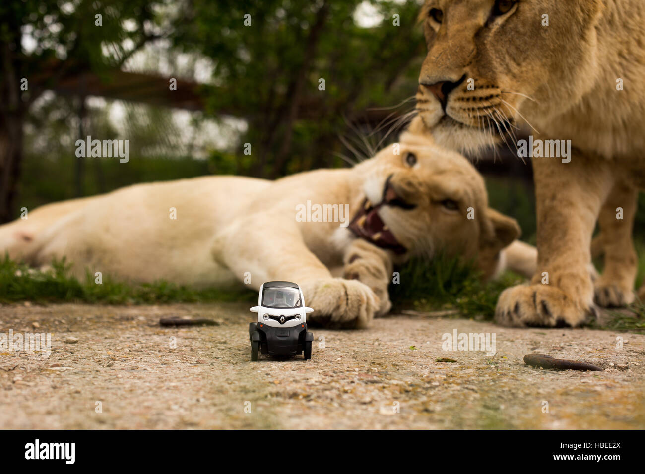 Unique pictures: lion playing with a small model car Renault twizy in ...