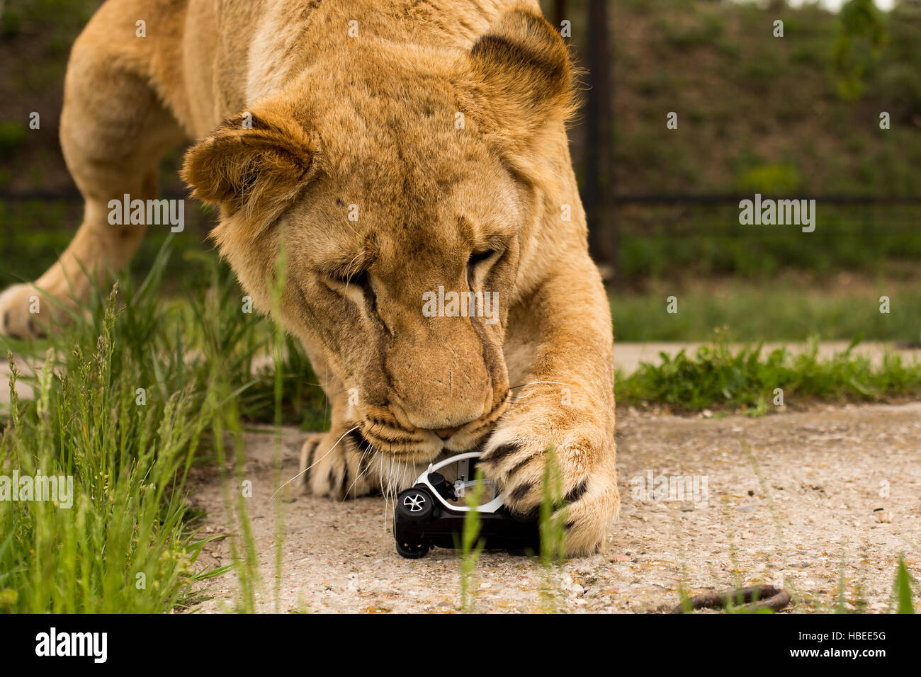Unique pictures: lion playing with a small model car Renault twizy in ...