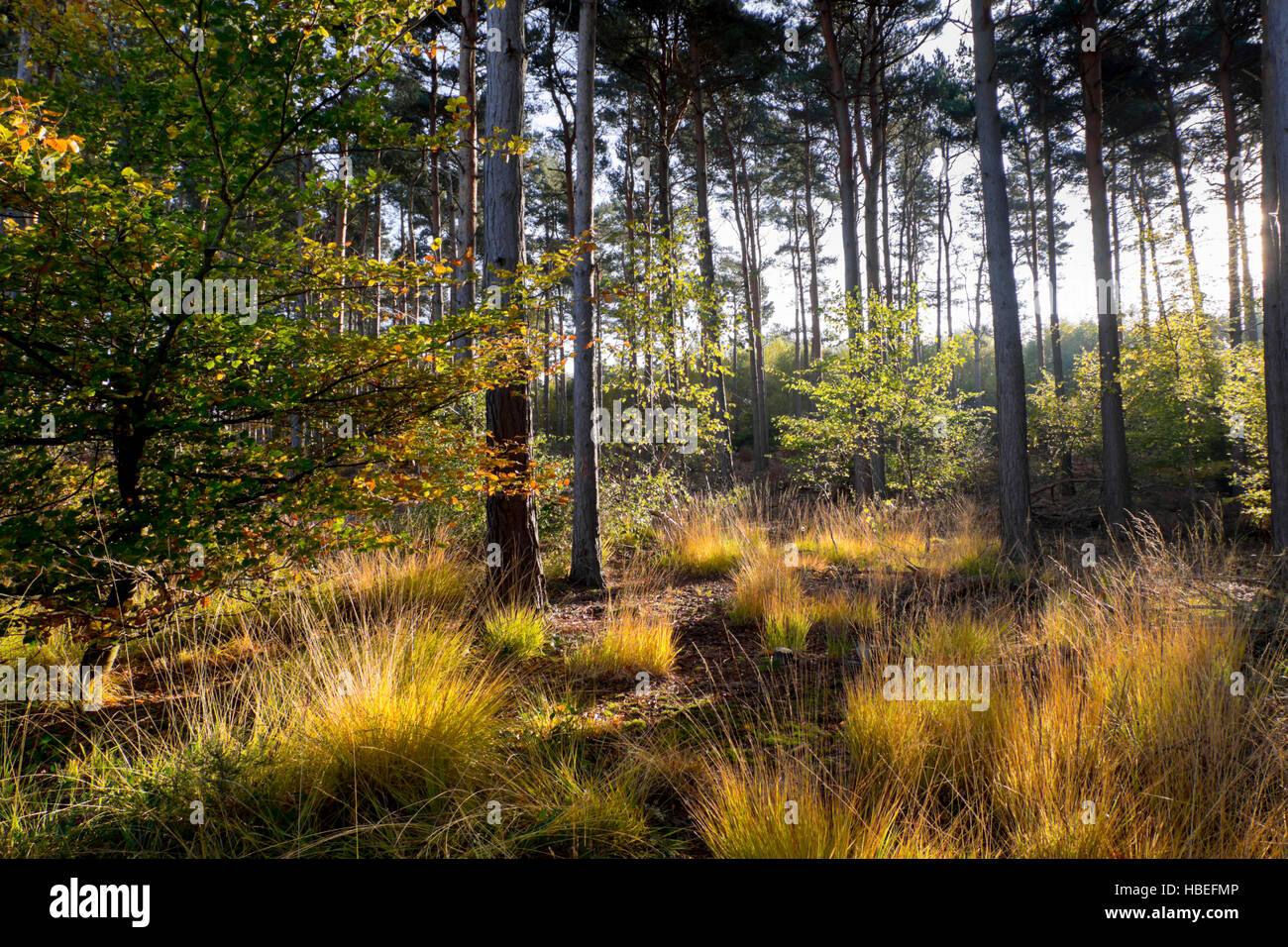 UK, England, Surrey, Autumn Forest landscape Stock Photo - Alamy