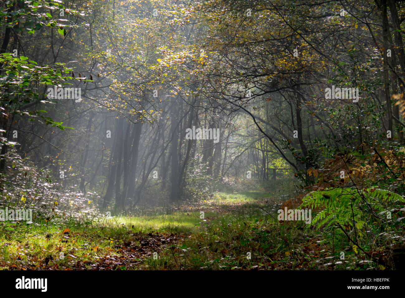 UK, England, Surrey, Autumn Forest path Stock Photo - Alamy