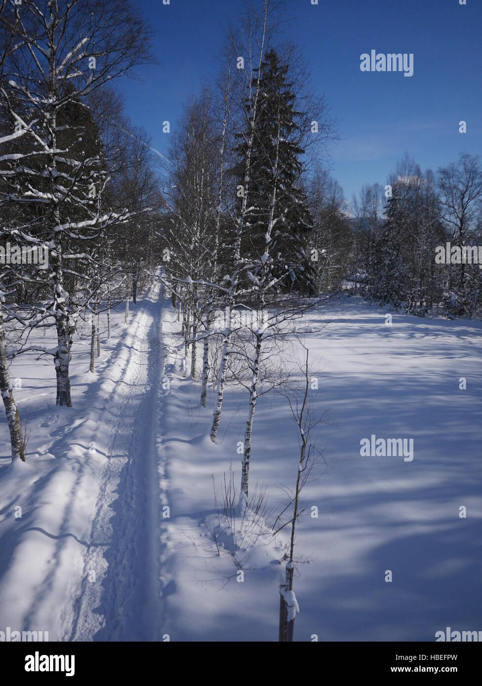 Snow covered path through trees with winter sun hi-res stock ...