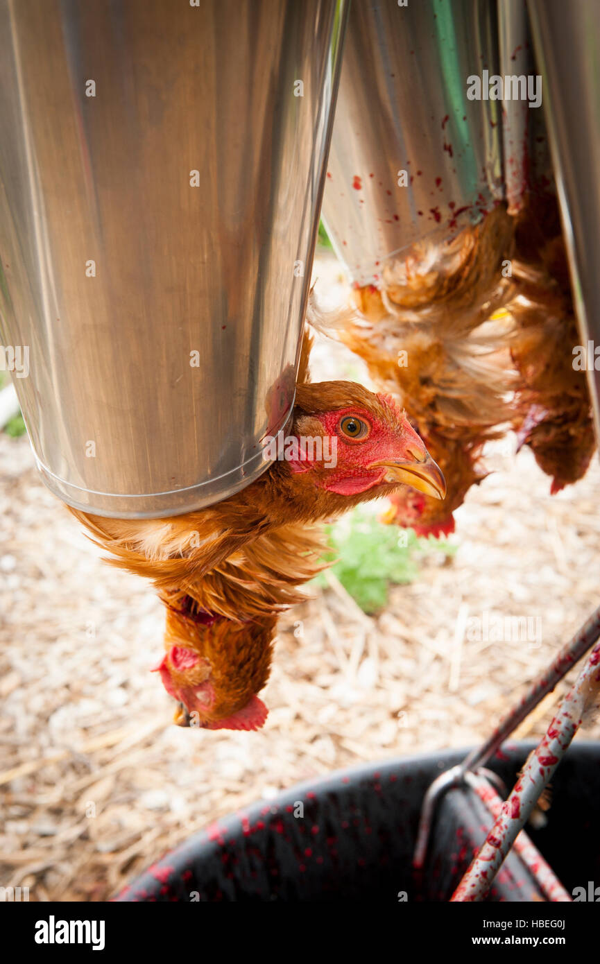 A young farmer places chickens into a steel cone, then using a sharp ...