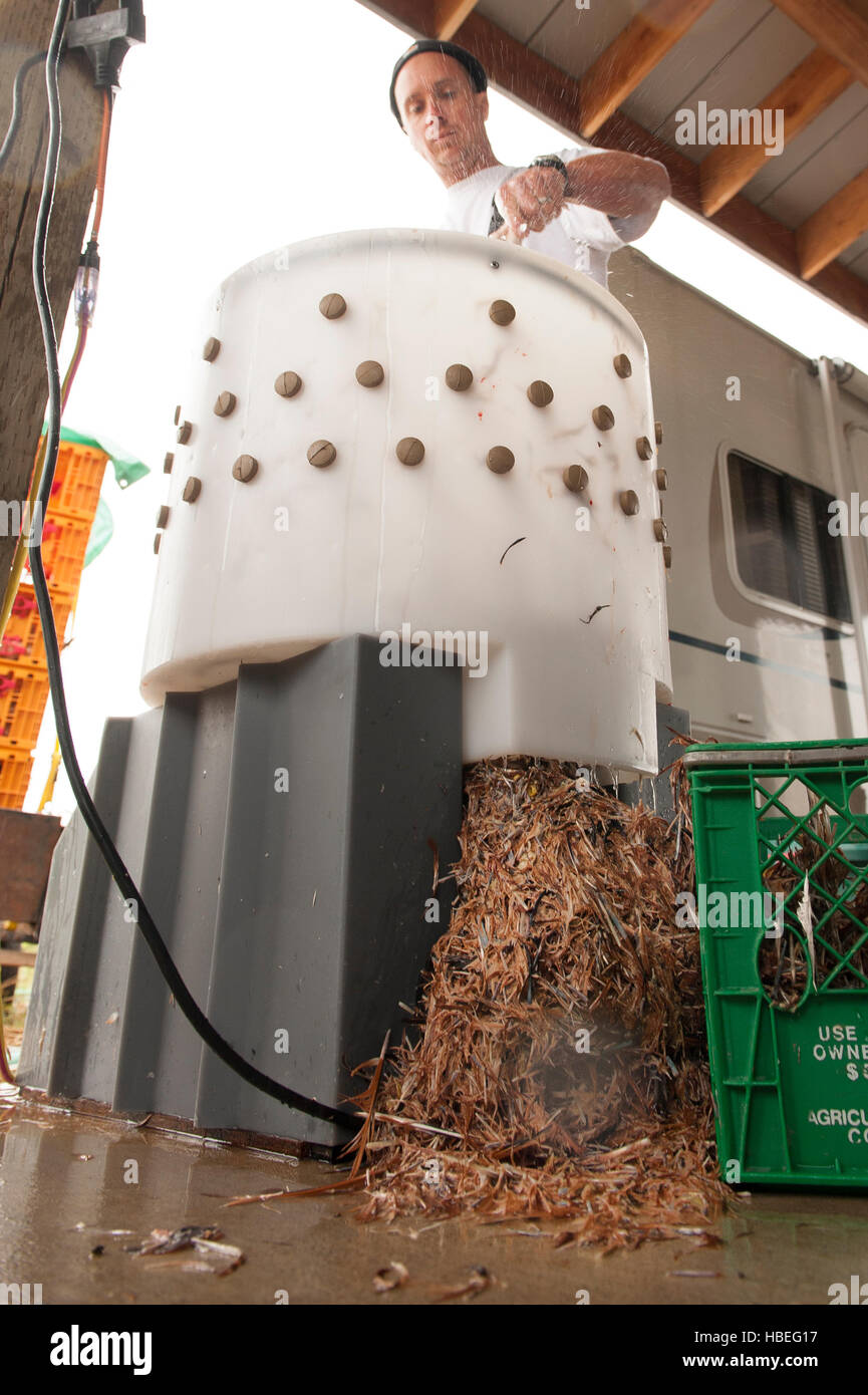 Chicken harvesting feather removal. Young farmers kill and dress ...