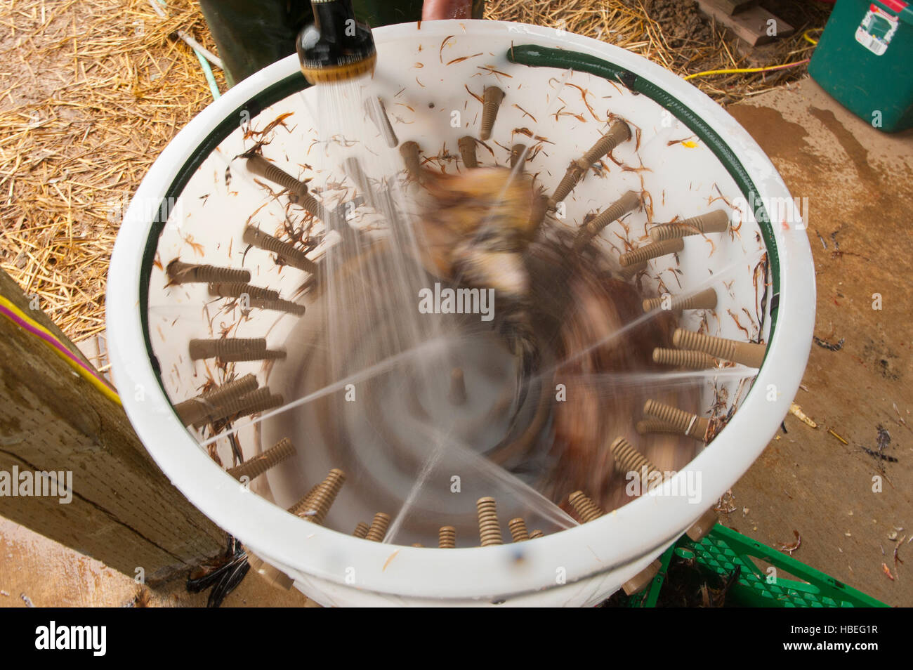 Chicken harvesting feather removal. Young farmers kill and dress ...