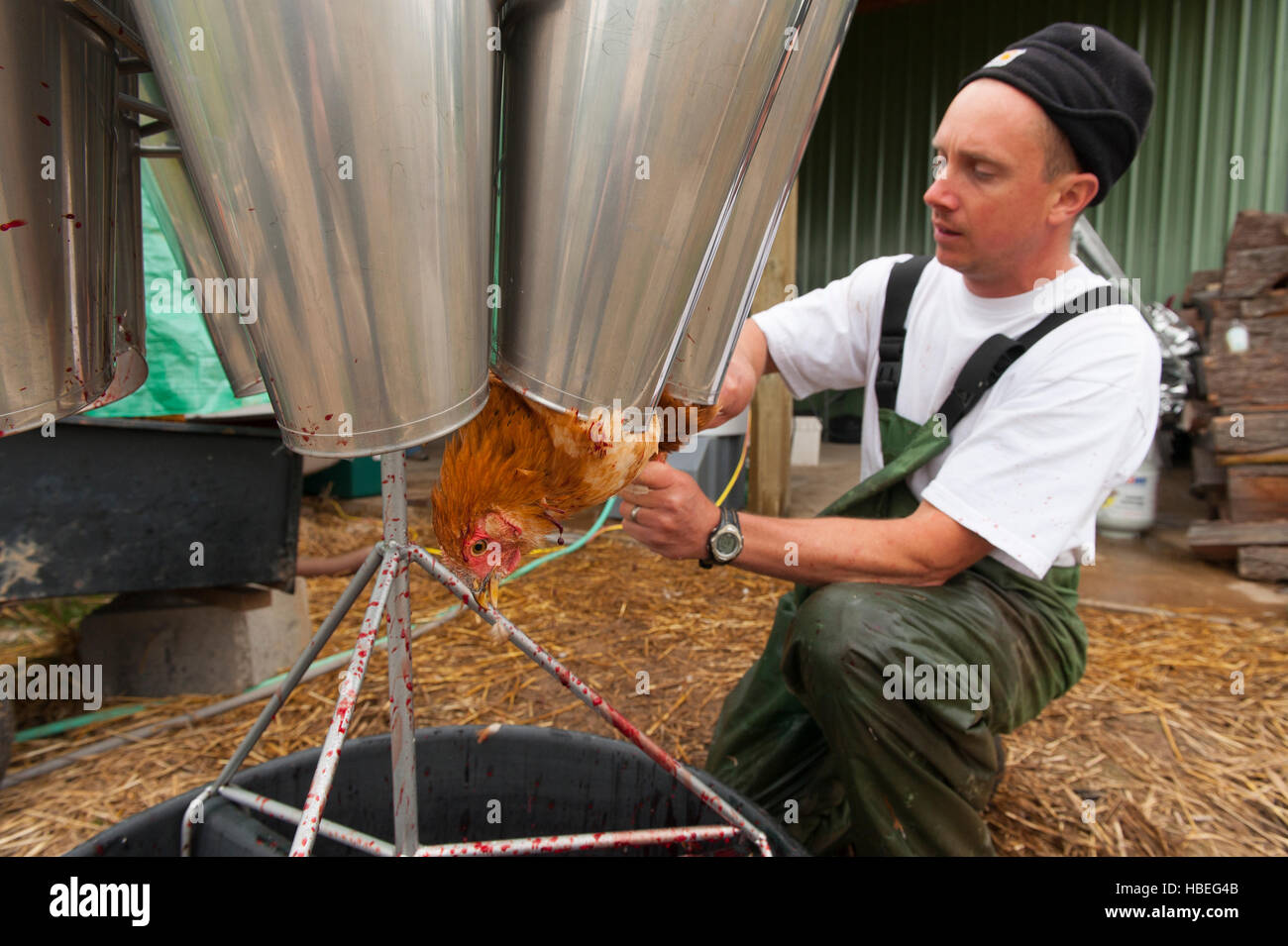 A young farmer places chickens into a steel cone and then using a sharp ...