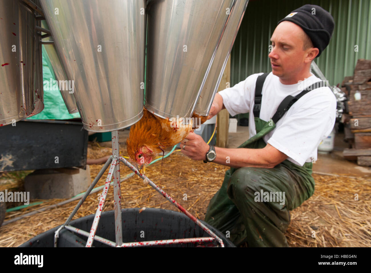 A young farmer harvests chickens on small family organic farm in ...