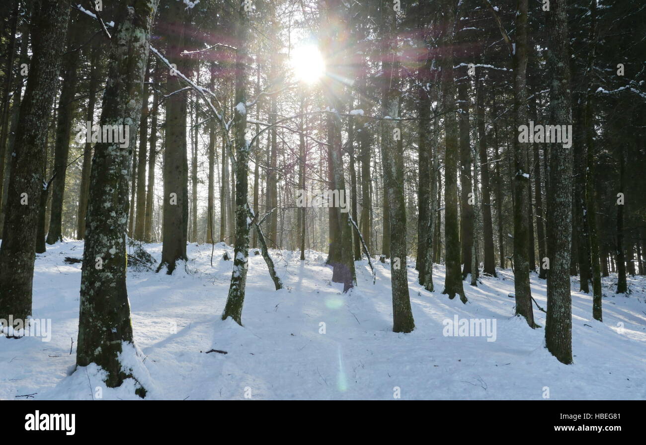 sun shines through winter forest Stock Photo - Alamy