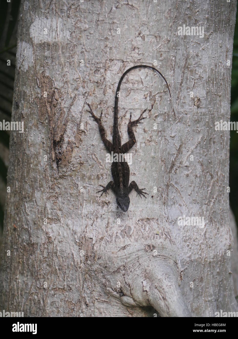 Bark lizard hi-res stock photography and images - Alamy