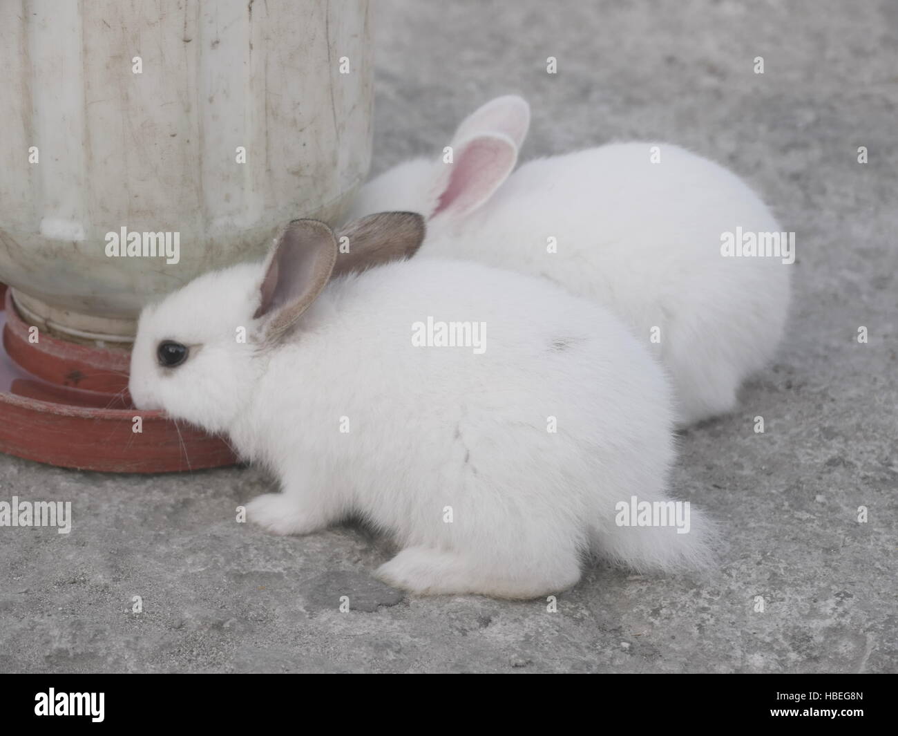 Five rabbits hi-res stock photography and images - Alamy