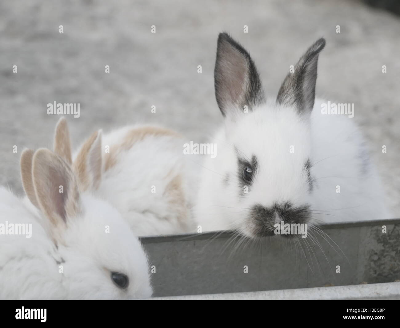 Five rabbits hi-res stock photography and images - Alamy