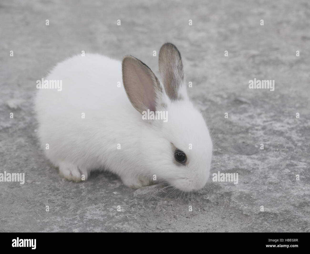 My lovely bunny hi-res stock photography and images - Alamy