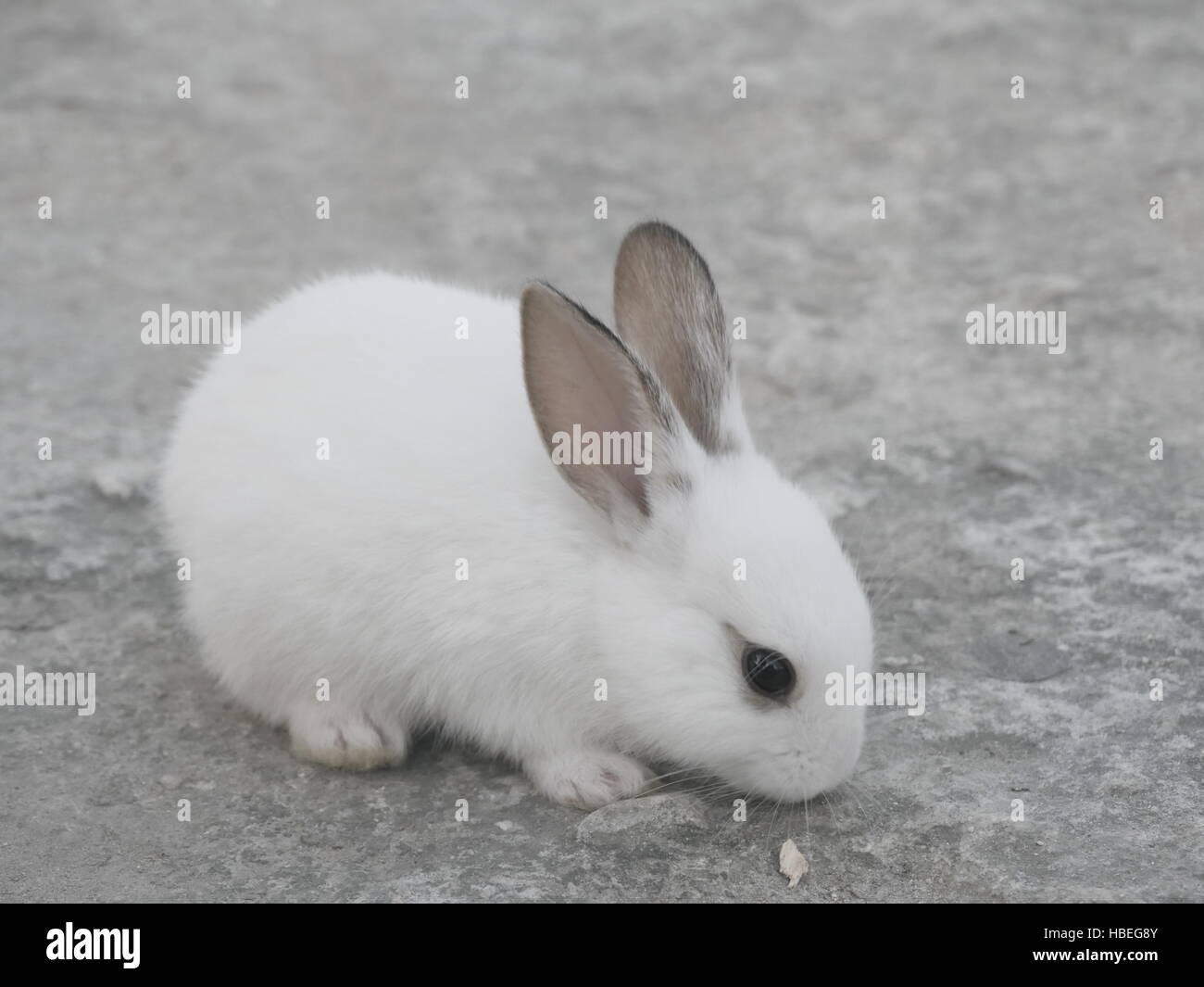 Adorable white bunny Stock Photo - Alamy