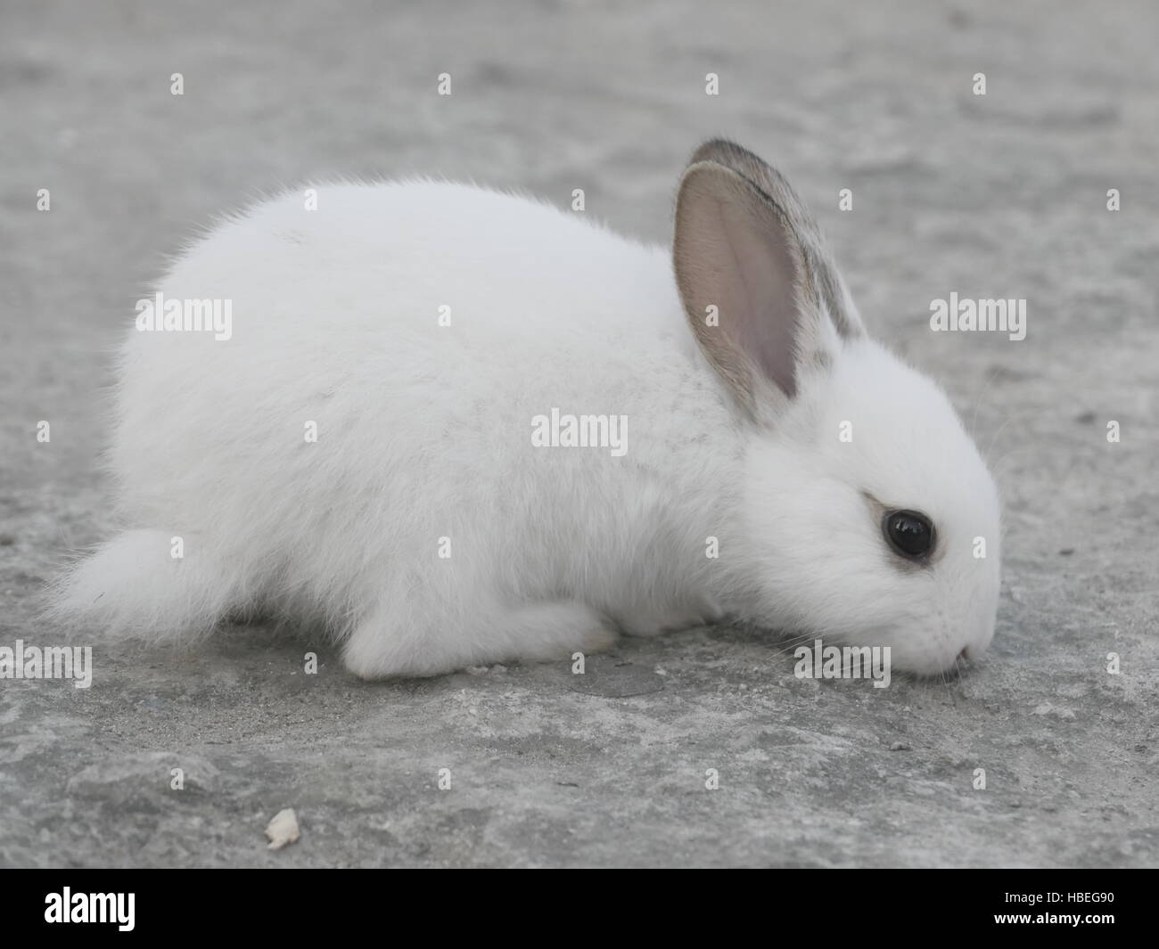 Adorable white bunny Stock Photo - Alamy