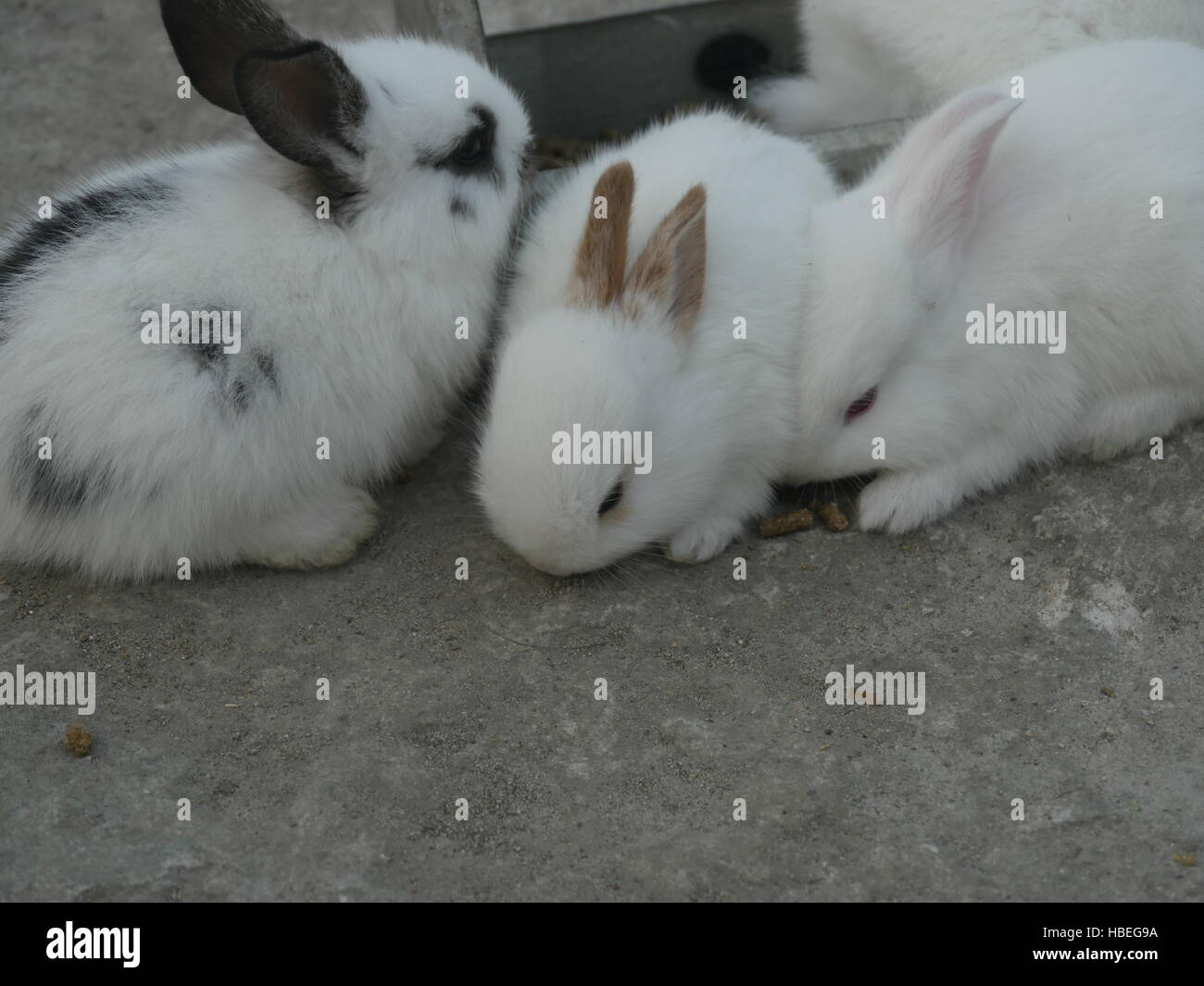 Five rabbits hi-res stock photography and images - Alamy
