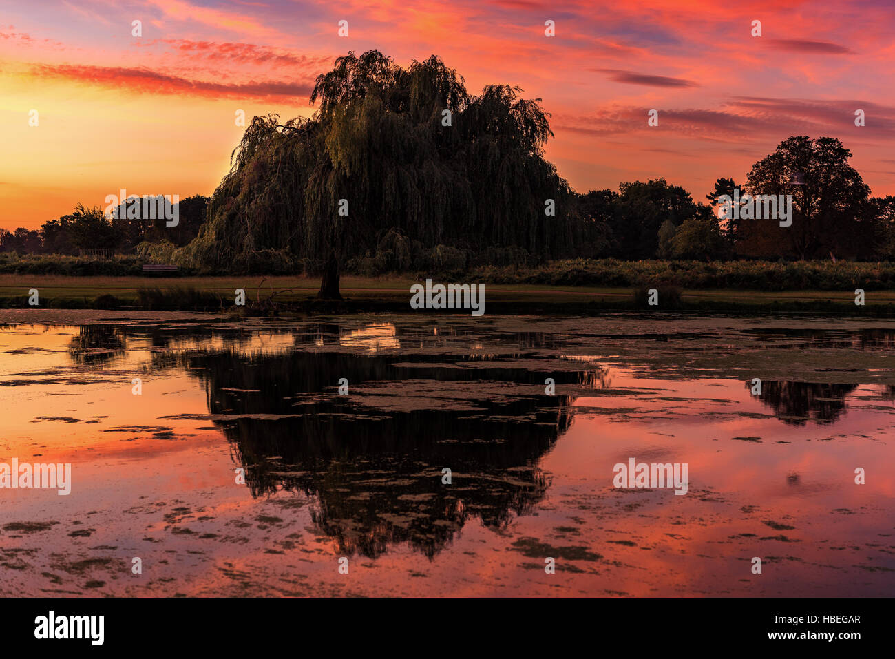 Sunrise at Bushey Park UK Stock Photo - Alamy