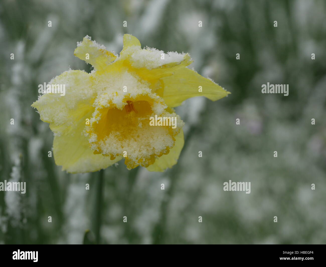 Yellow narcissus covered with frost Stock Photo - Alamy