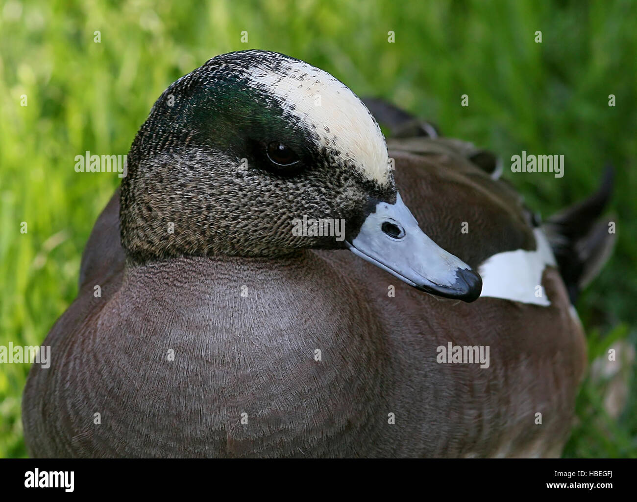 Male North American wigeon (Anas Americana), close-up of the head Stock ...