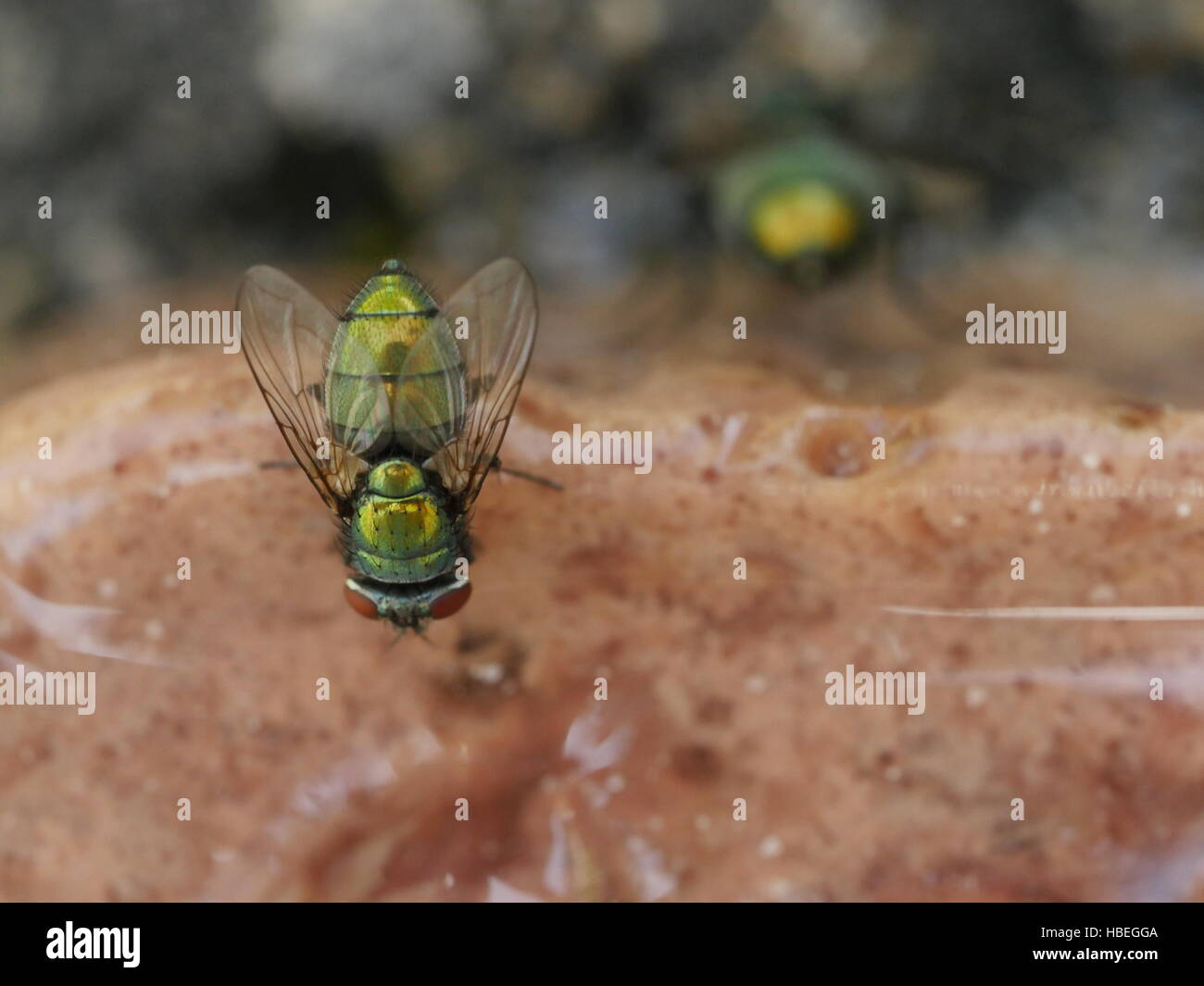 Meat with flies hi-res stock photography and images - Alamy