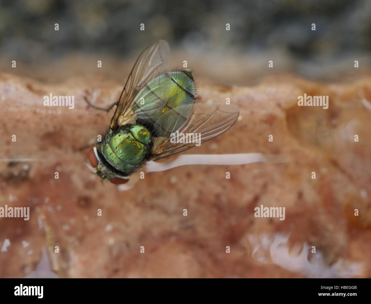 Rotten meat hi-res stock photography and images - Alamy