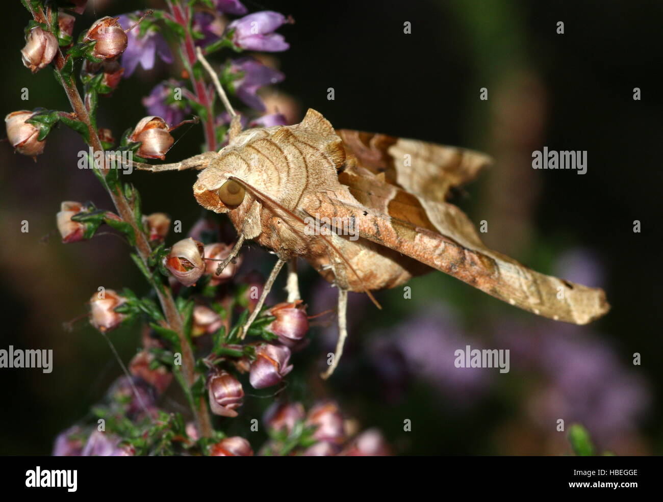 European Angle Shades moth (Phlogophora meticulosa) posing on heath ...