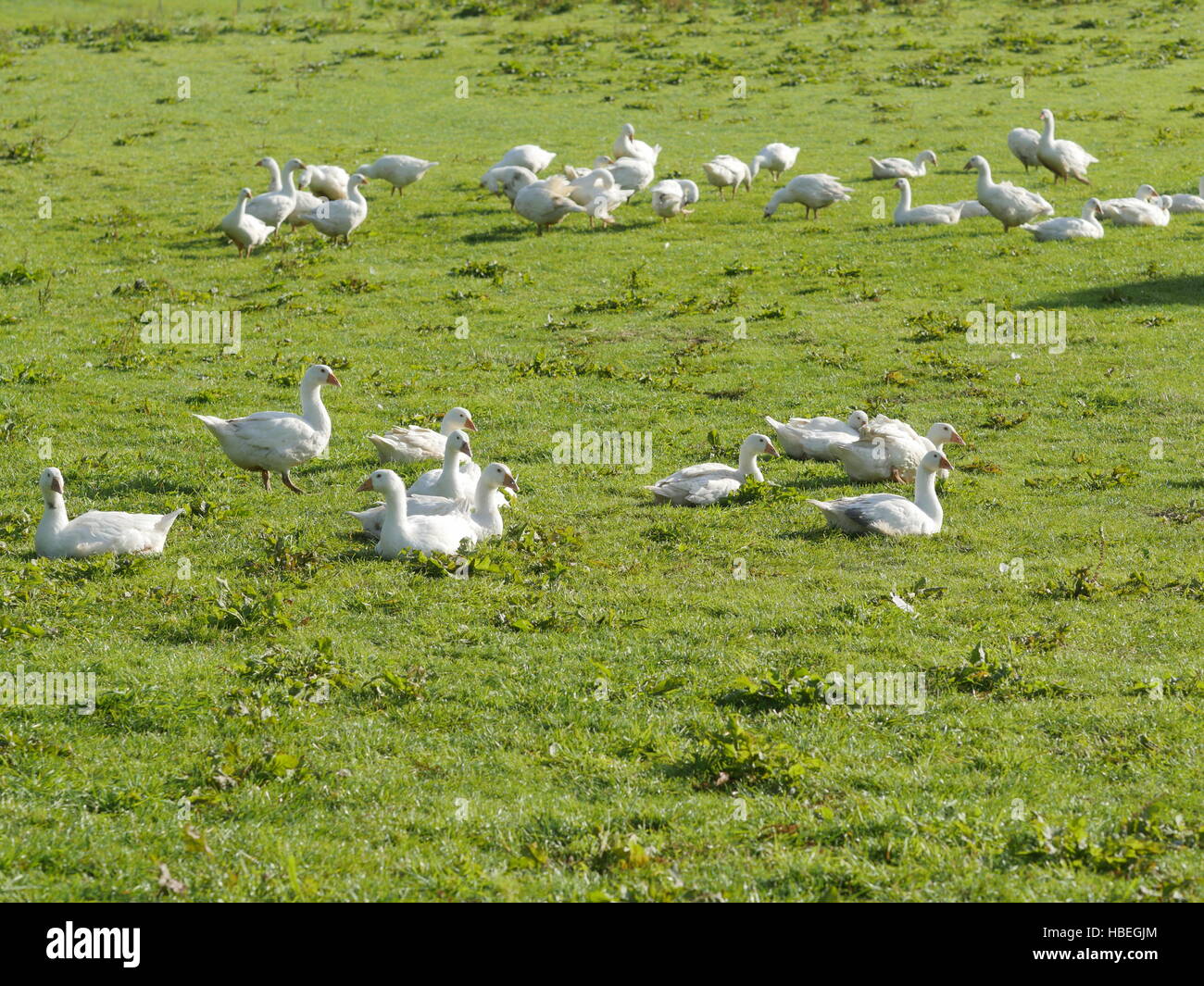 Meadow grange hi-res stock photography and images - Alamy