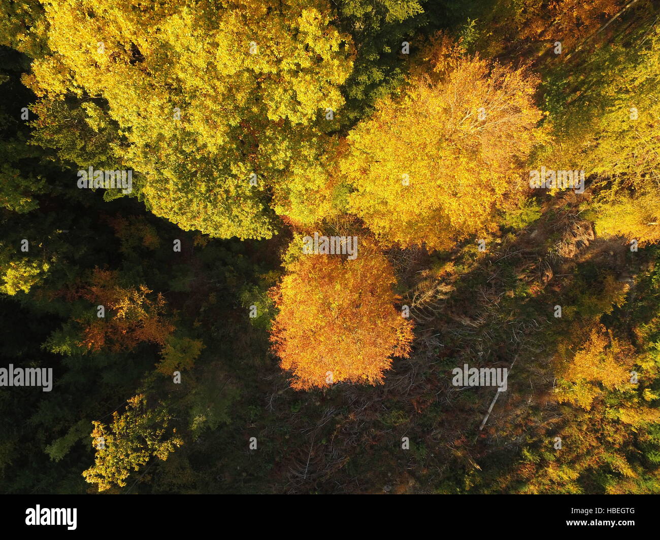 black forest at autumn Stock Photo - Alamy