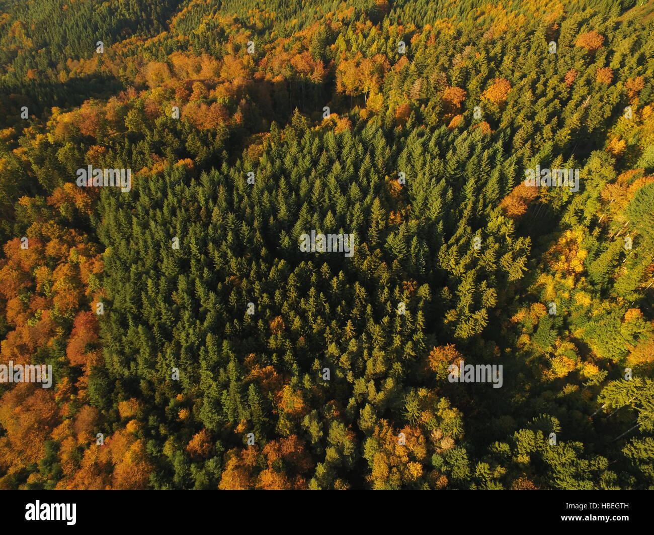 black forest at autumn Stock Photo - Alamy