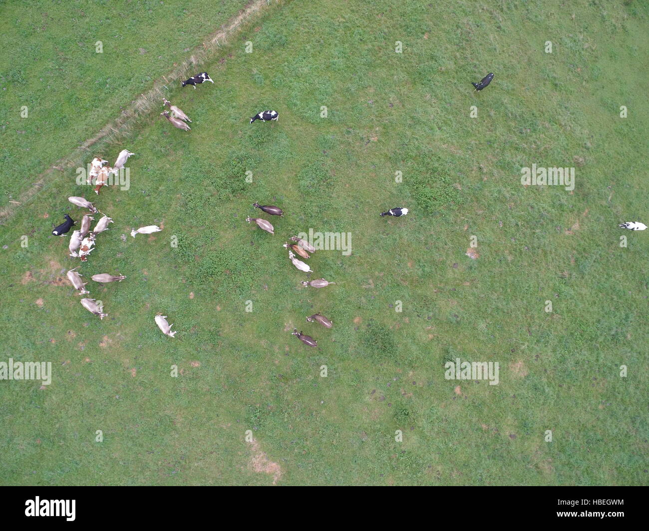 Cow aerial view hi-res stock photography and images - Alamy