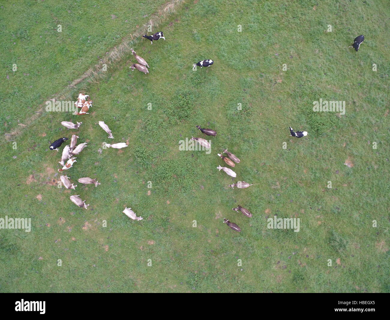 Aerial landscape animal hi-res stock photography and images - Alamy