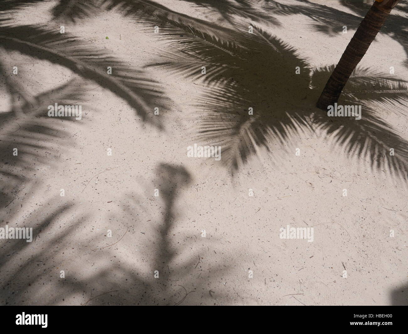 palm shadow sand Stock Photo - Alamy
