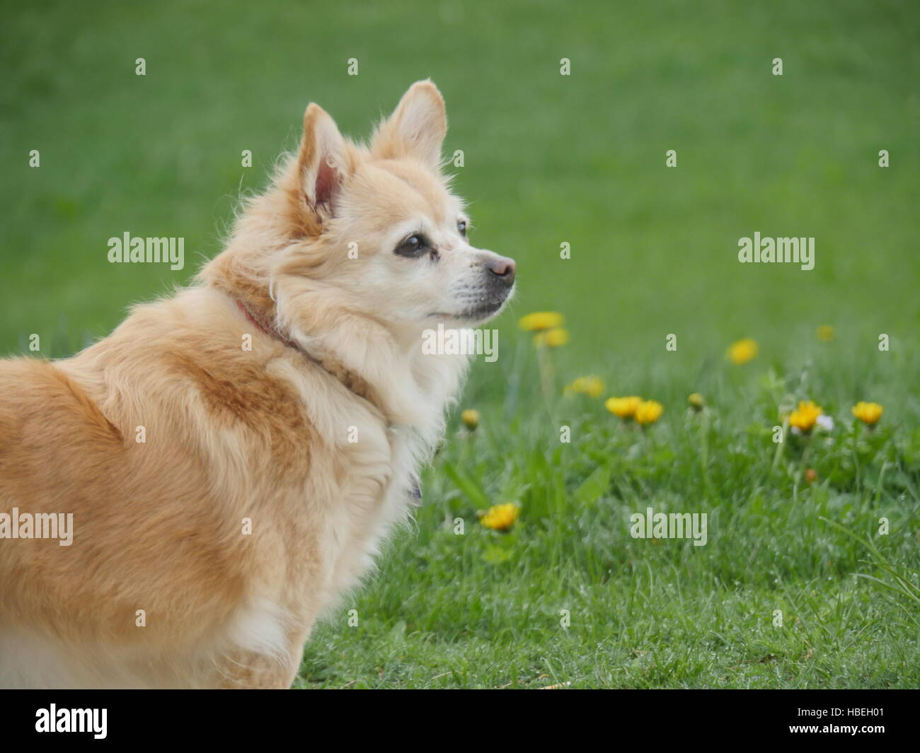 Red-haired dog on green background Stock Photo - Alamy