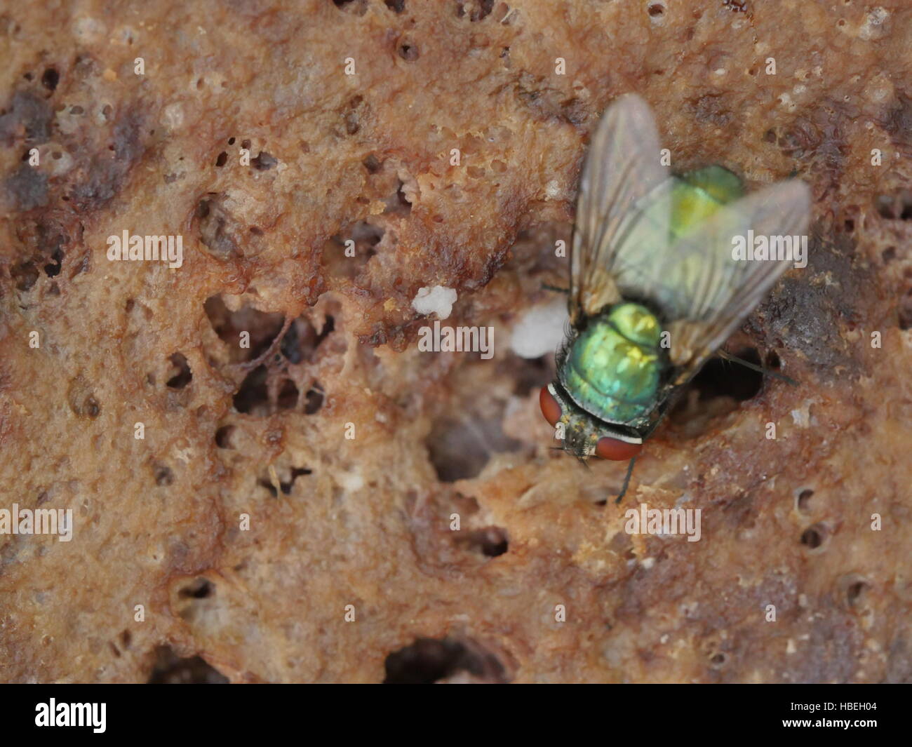 Rotten meat hi-res stock photography and images - Alamy