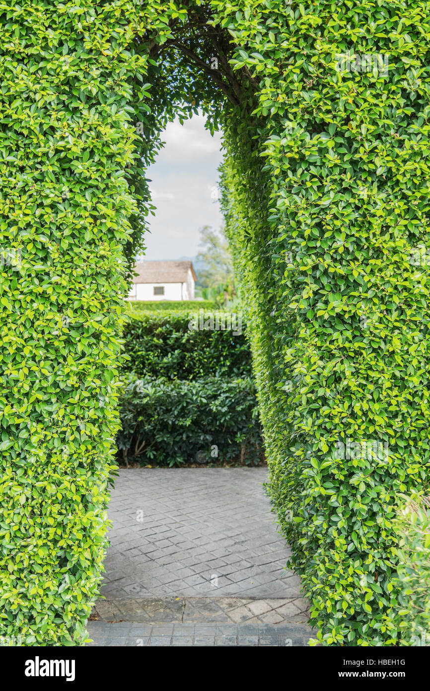 Green tunnel in fresh spring foliage. Way to nature. Natural background ...