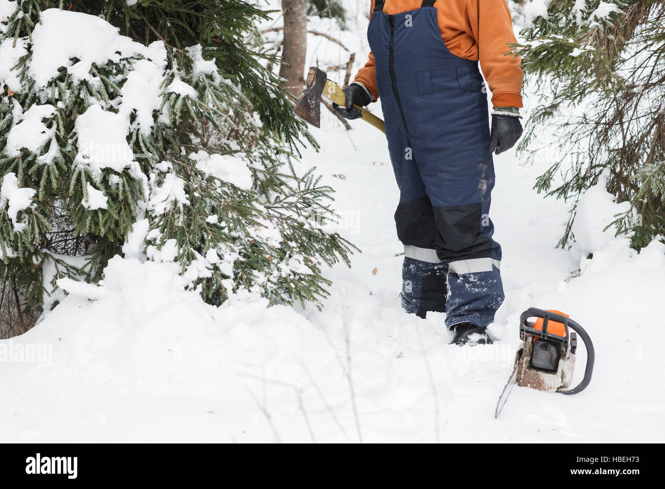 man with hatchet in the hands of cuts Christmas tree in the winter ...