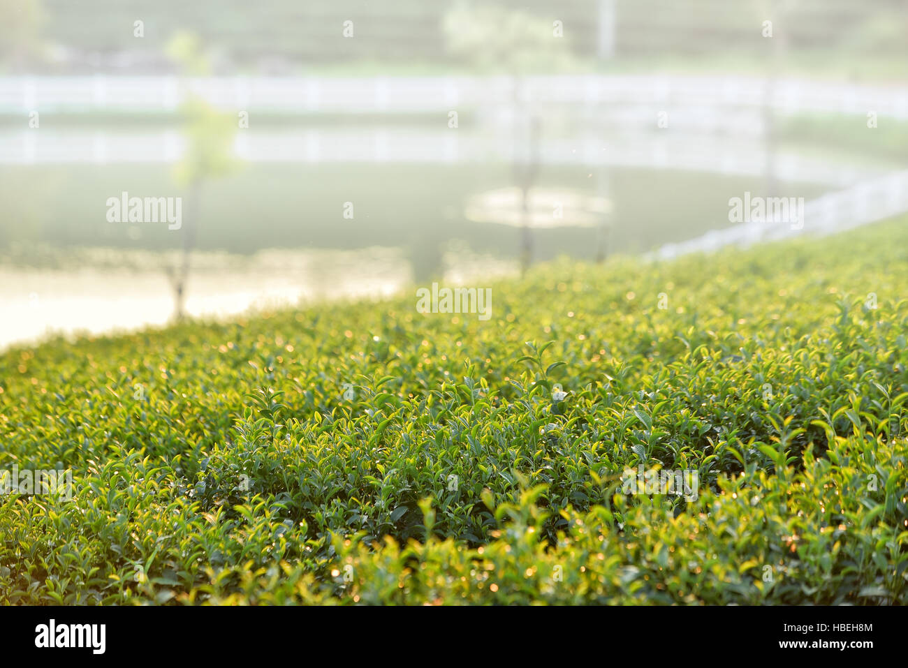 Beautiful tea plantation with fog in winter Stock Photo - Alamy